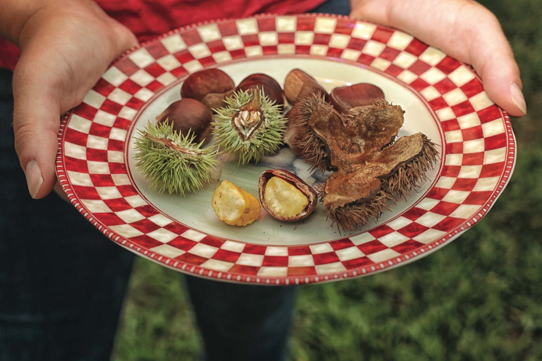 The Return of the American Chestnut at Virginia Chestnuts | Visit ...