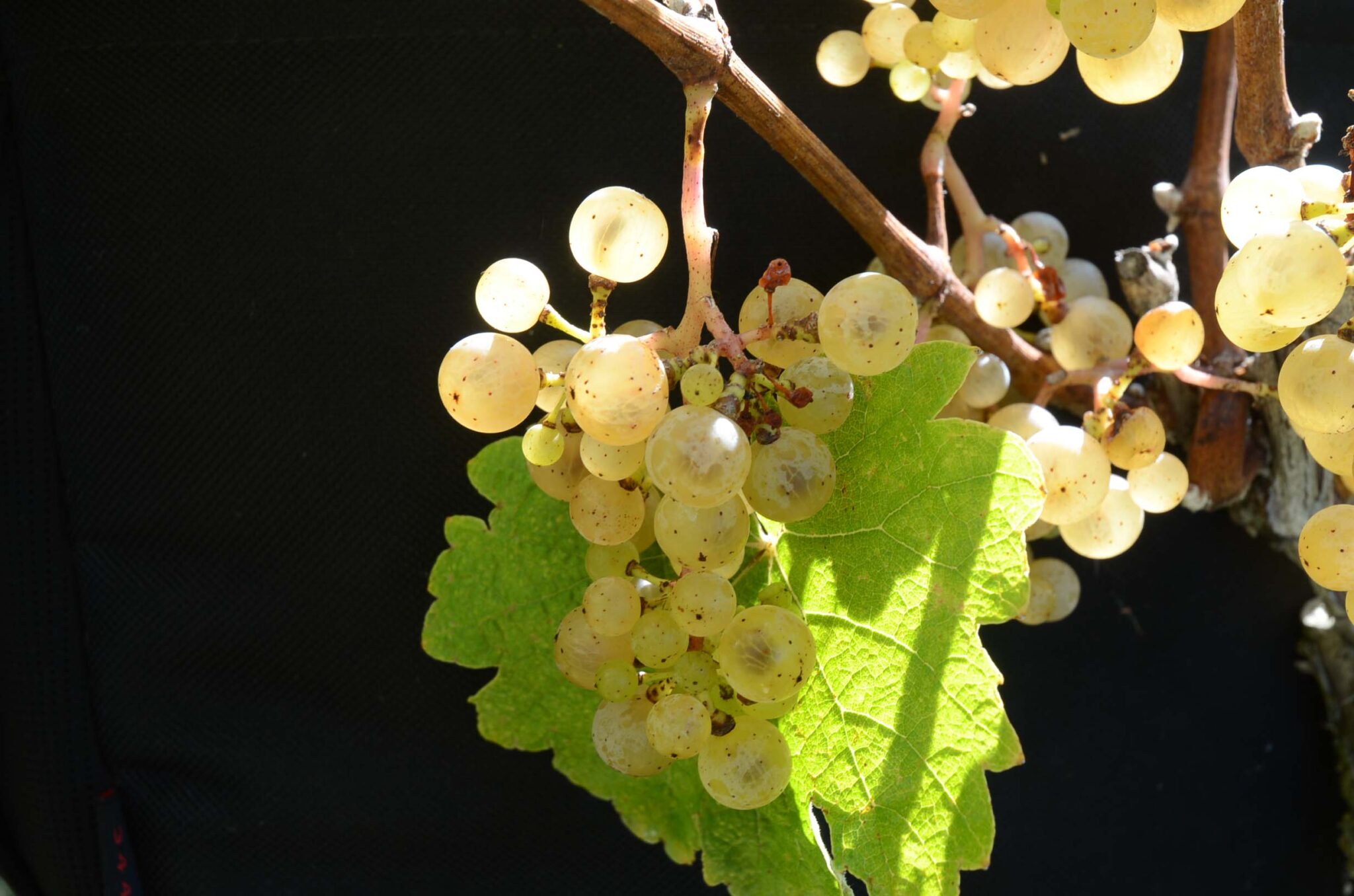 Meet the First Winemakers of Giles County | Visit Virginia Travel Guide ...