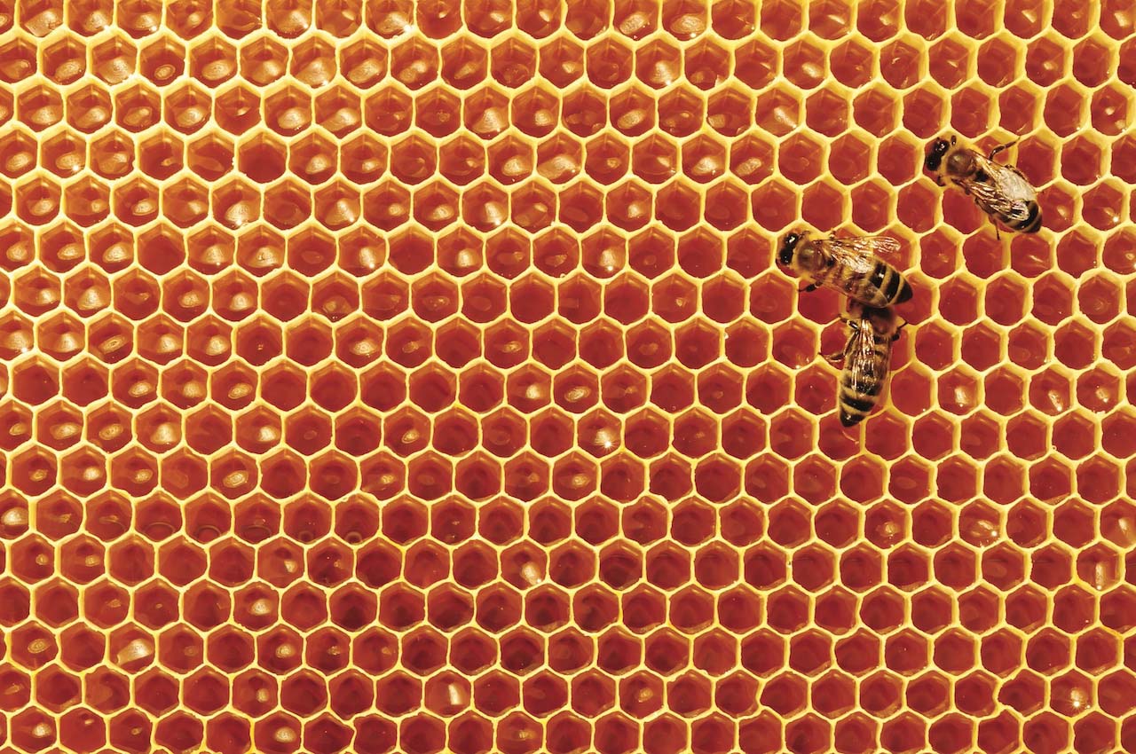 Virginia's Beekeeping Revolution | Visit Virginia Travel Guide Guide