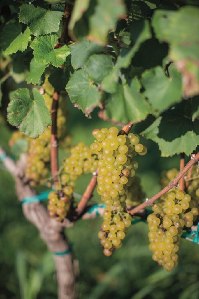 The Williamsburg Winery Commemorates Virginia Winemaking History ...